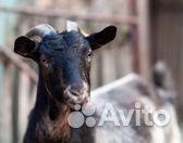Козы дойные
