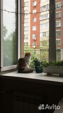 Трехцветная кошка отдам