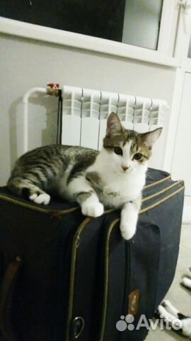 Котенок по имени Степа очень хочет иметь свой дом