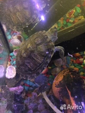 Черепаха