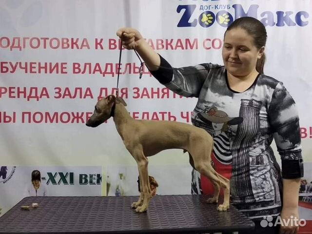 Щенок левретки