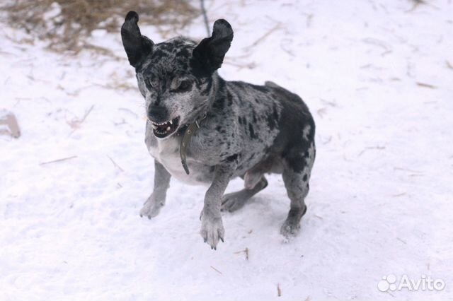 Грозный мраморный охранник ищет дом