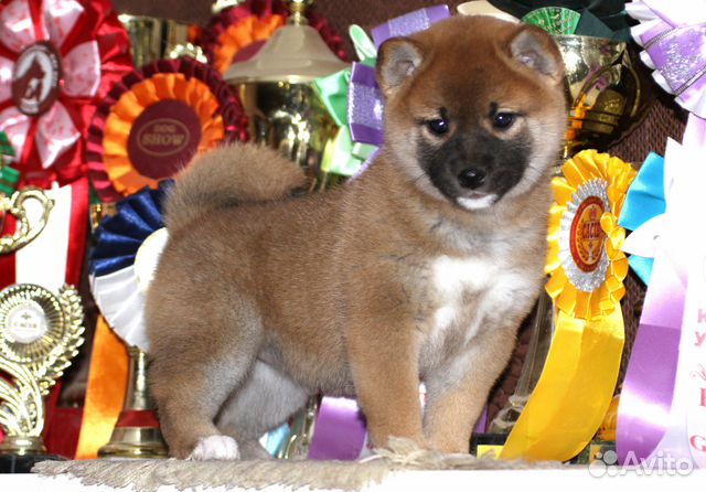 Красивые породные девочки породы сиба