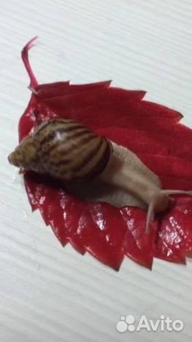 Ахатинские улитки