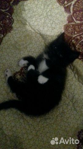 Котята
