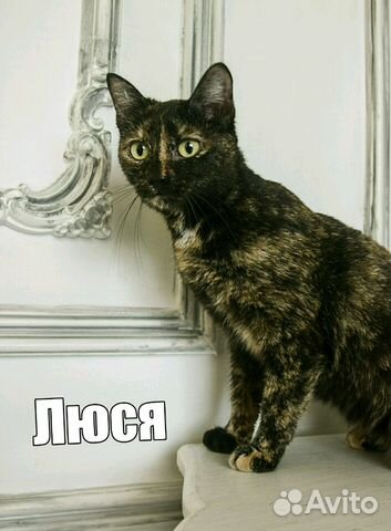 Люся, молодая стерилизованная кошка