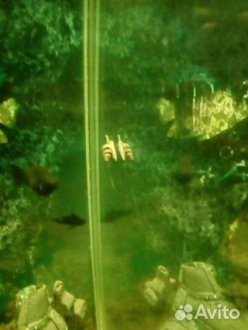 Улитка Хилена (хищная)