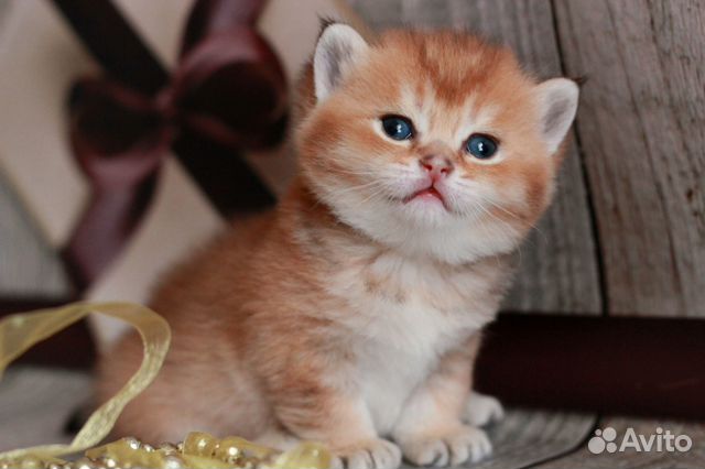 Золотой тиккированный брутальный мальчик