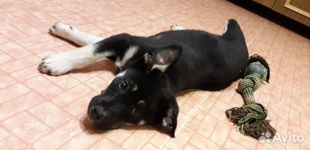 Щенки 2,5 м. в хорошие руки