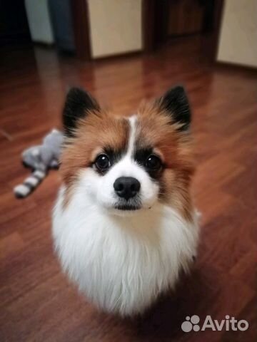 Вязка немецкий шпиц