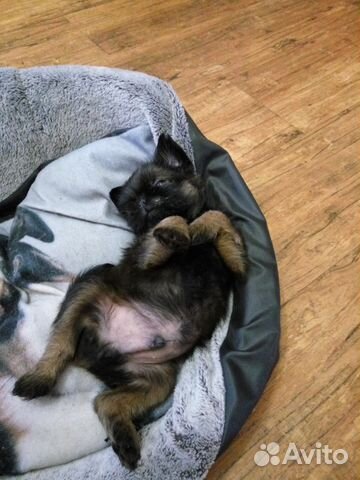 Бельгийский гриффон