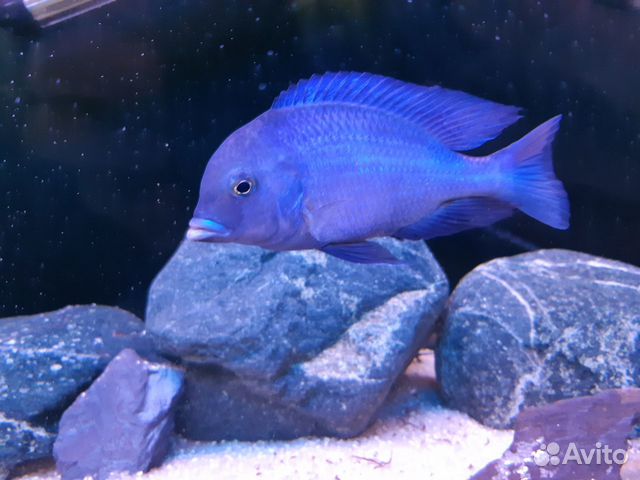 Малавийские цихлиды