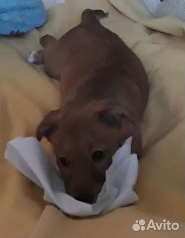 Отдадим в активную молодую семью