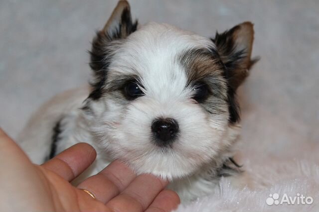 Мальчики и девочки биверы,биро,шоко и черные