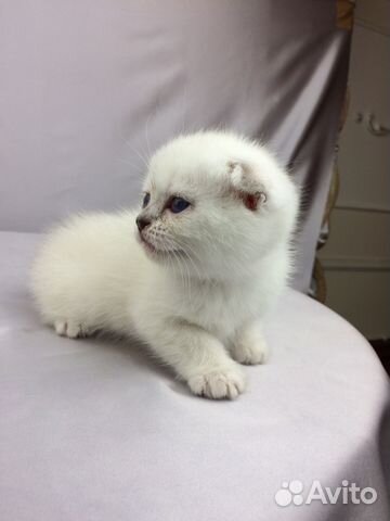 Котёнок шотландский вислоухий девочка 1