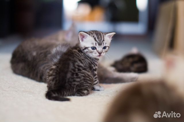 Котята, маленькие, пушистые комочки счастья