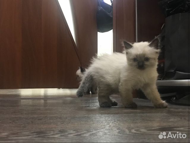 Сиамские котята