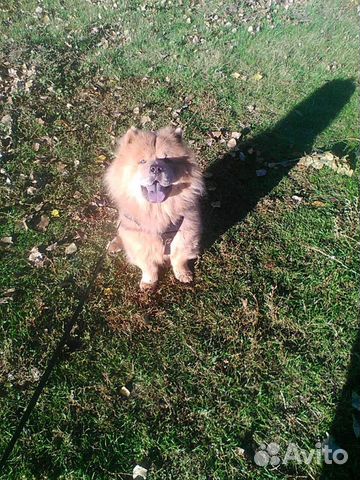 Пропала собака