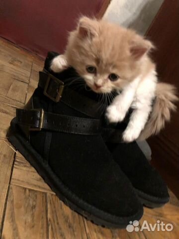 Котёнок девочка Бесплатно