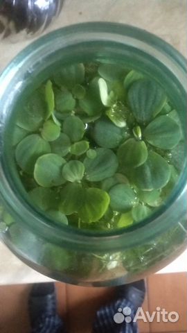 Свежая прополка аквариумные растения роголистник