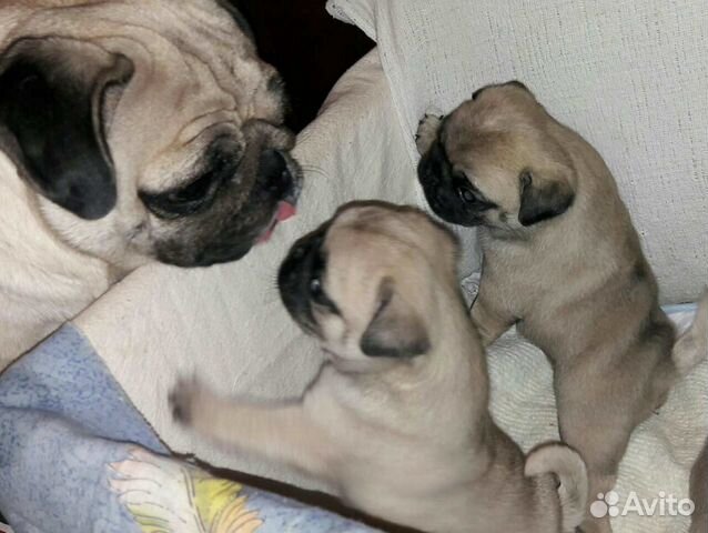 Щенки мопса