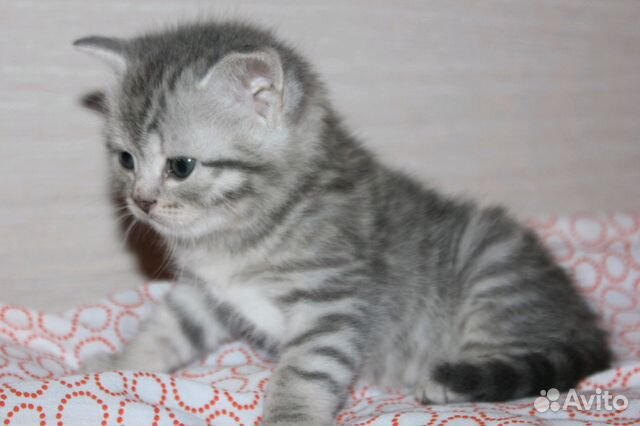 Шотландская