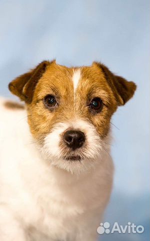 Джек рассел терьера