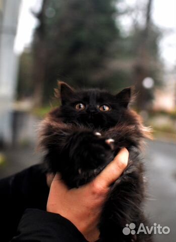 Сладкая шоколадка