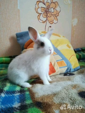 Карликовый декоративный крольчонок