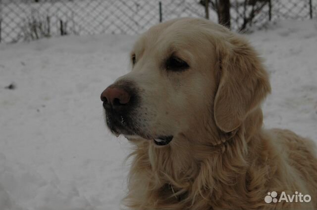 Найден голден ретривер