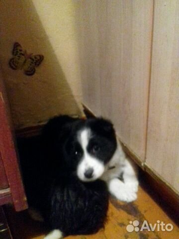 Маленькие алабайчики в дар