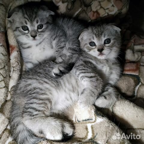 Возьмите котенка к Новому Году