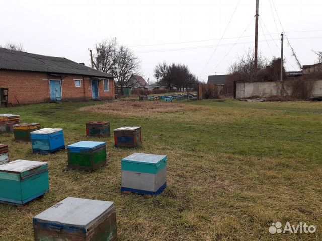 Пчелосемьи