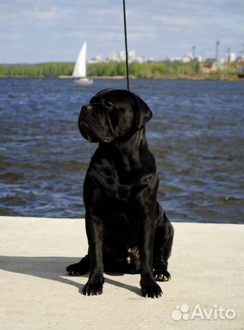 Открыт для вязок Элегантный кобель