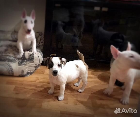 Джек рассел терьер