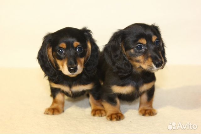 Длинношерстные кроличьи мальчики