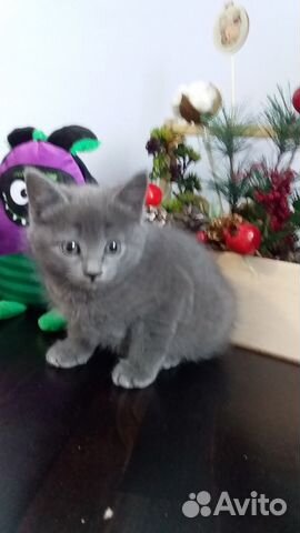 Котята метисы британца
