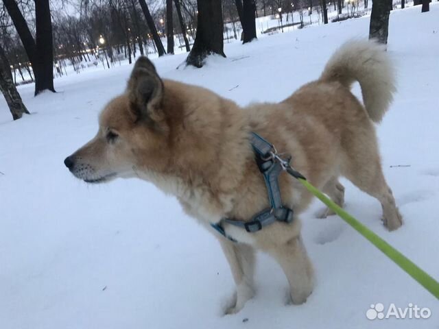 Метис Акиты