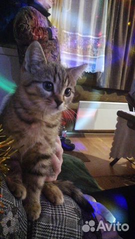 Метис скотиш-страйта девочка