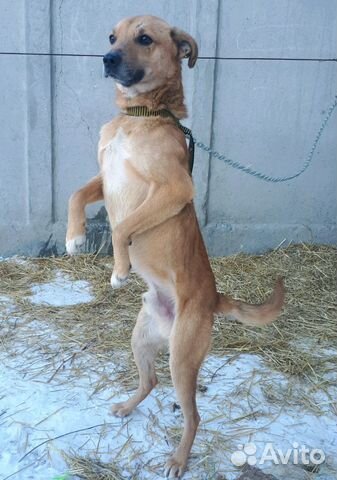 Ричик отдам в добрые руки