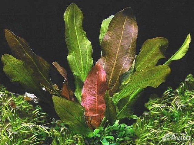 Аквариумные растения Эхинодорусы