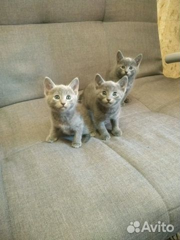 Котята русские голубые