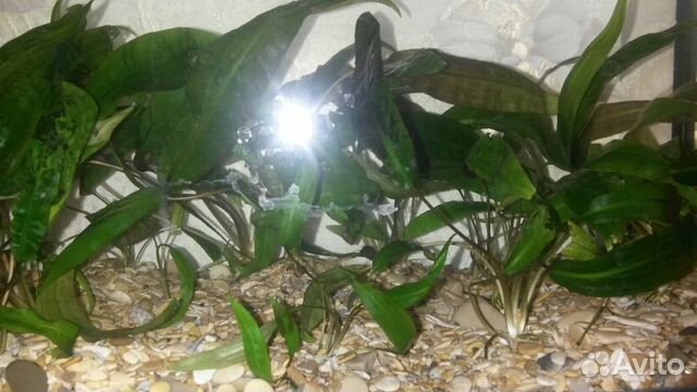 Водоросли в обмен на рыбок гуппи