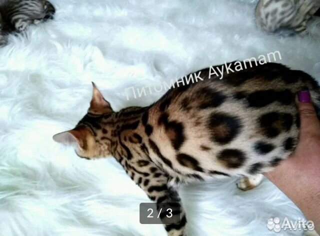 Бенгальская (снежная) для разведения