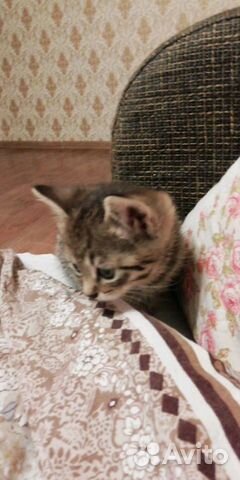 Отдадим котёнка в хорошие руки