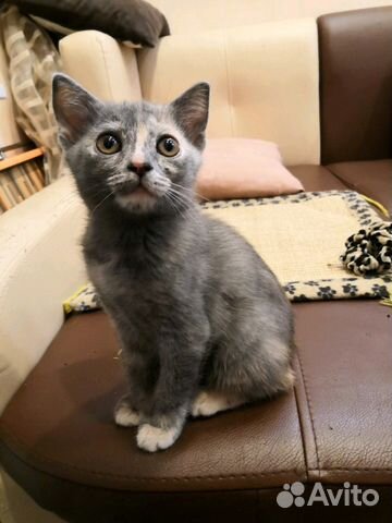 Девчушка от тайской кошки и шотландского кота
