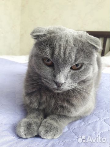 Продам кошечку британку вислаухую