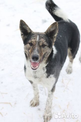 Позитивная красотка Кнопка