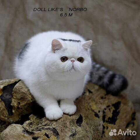 Котенок породы экзот