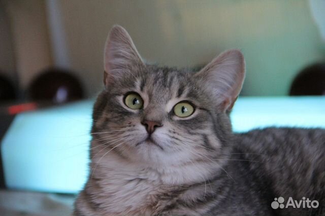 В добрые руки